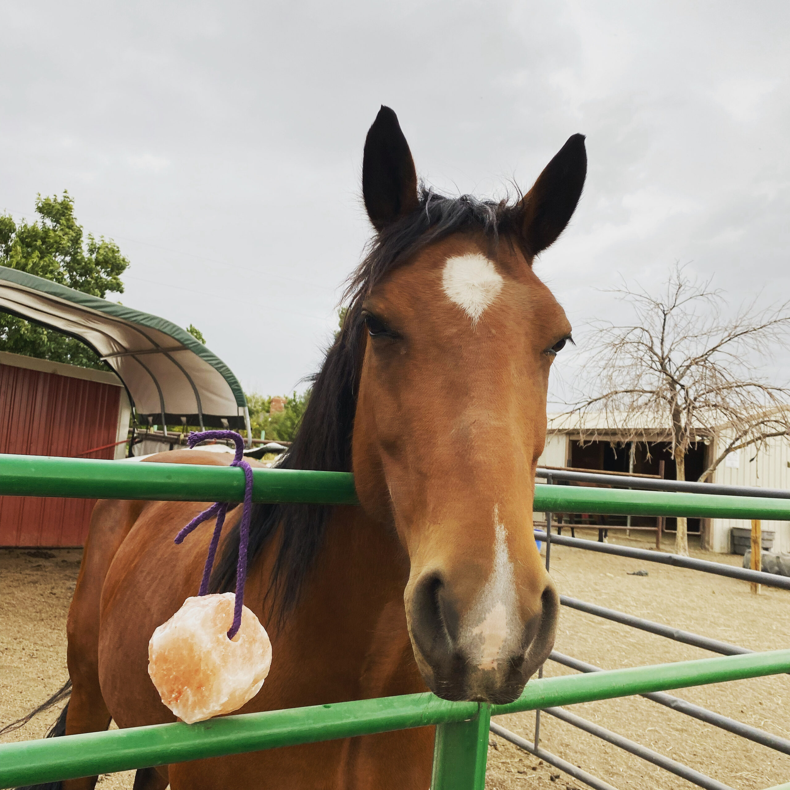 Victory with salt – Allegiance Ranch and Equine Rescue